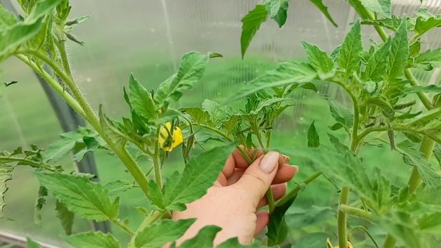 Формировка индетерминантных томатов в два ствола - показываю на практике