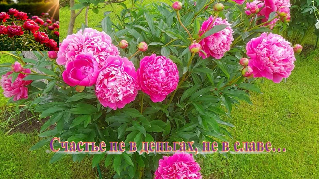 Счастье не в деньгах, не в славе…