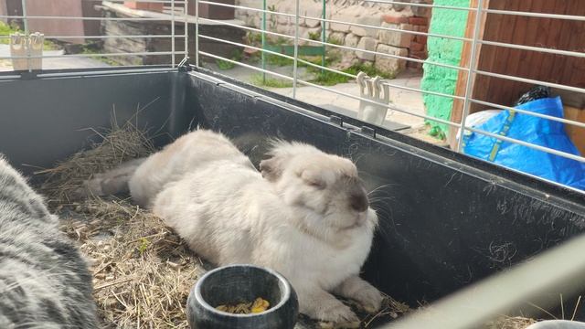 Кролик Путька 🔥🐰🐇 Саратов-Хвалынск сегодня сейчас🔥🍓