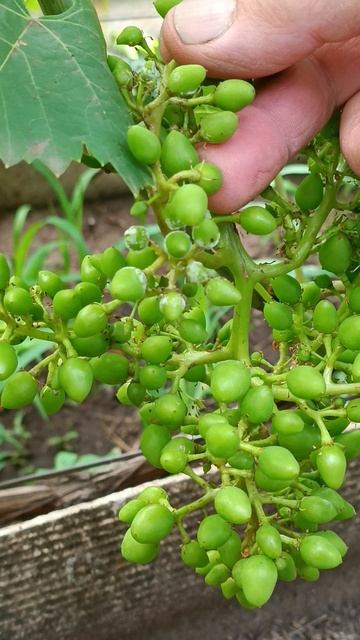 Первые признаки болезни винограда