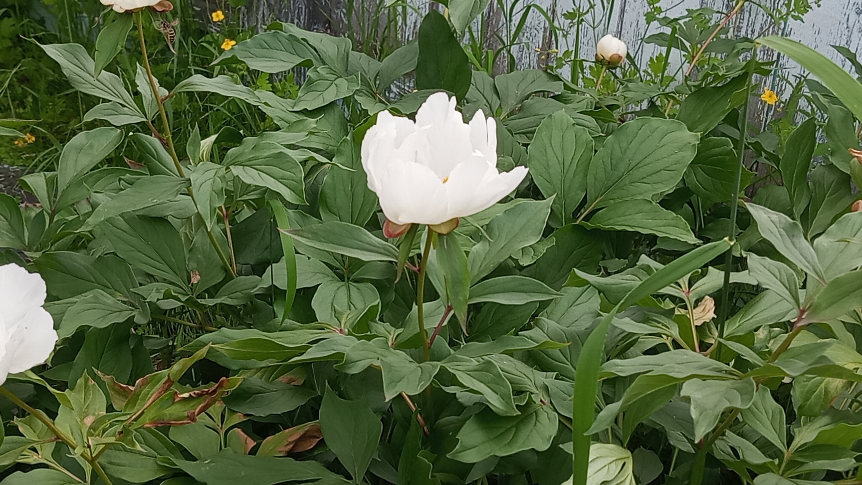 СЕЛЬСКИЕ БУДНИ 25-26.06.2025