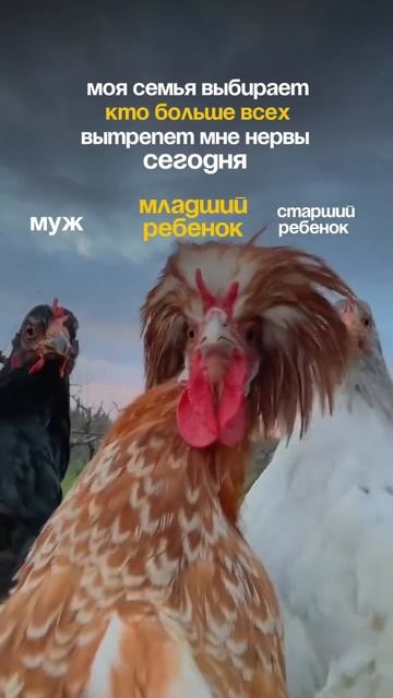 Мои домашние =) #shorts