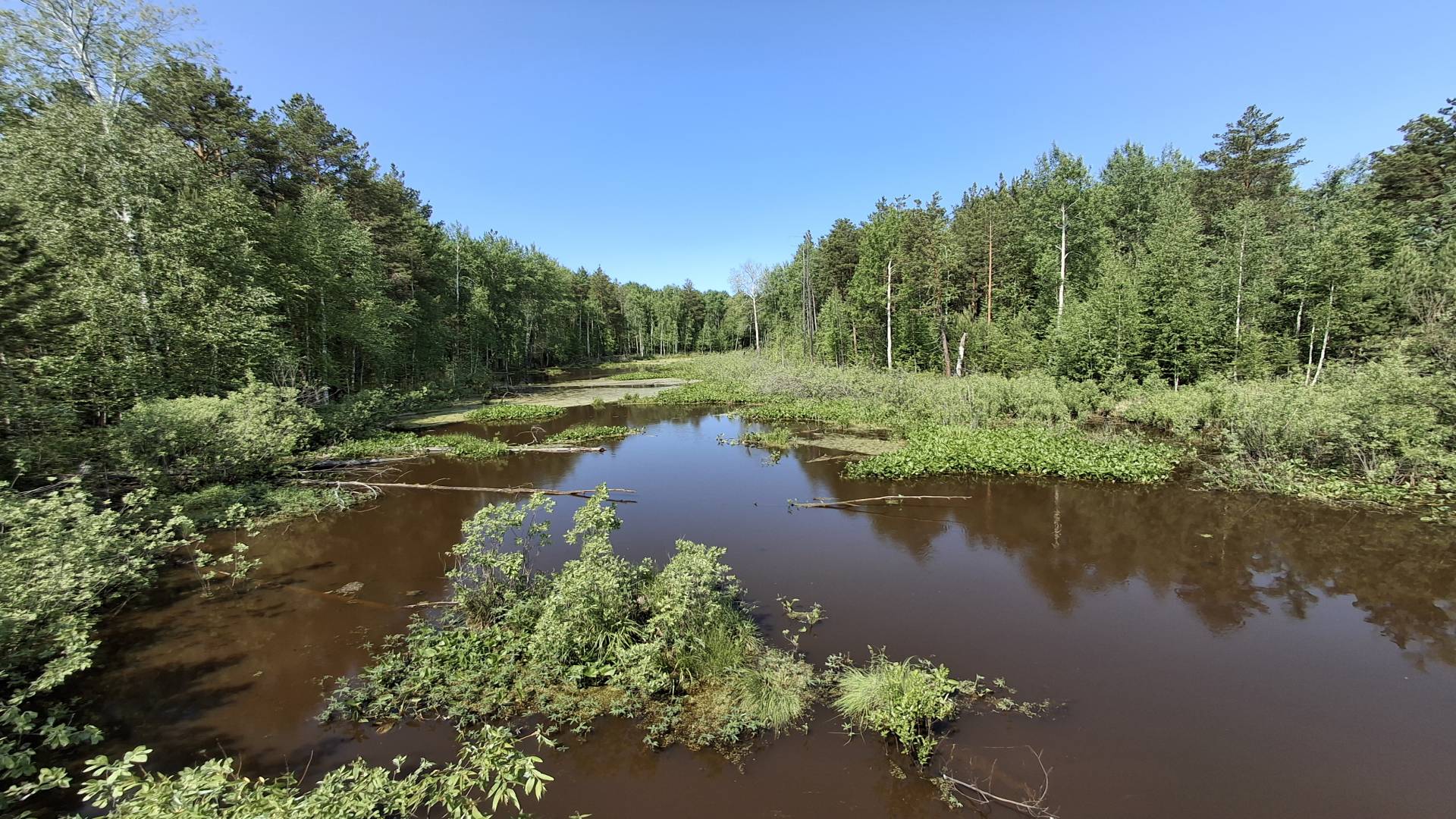 Природа Западной Сибири. Бобровая плотина. Змеи.#80