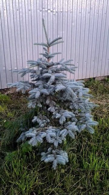 Голубая ель