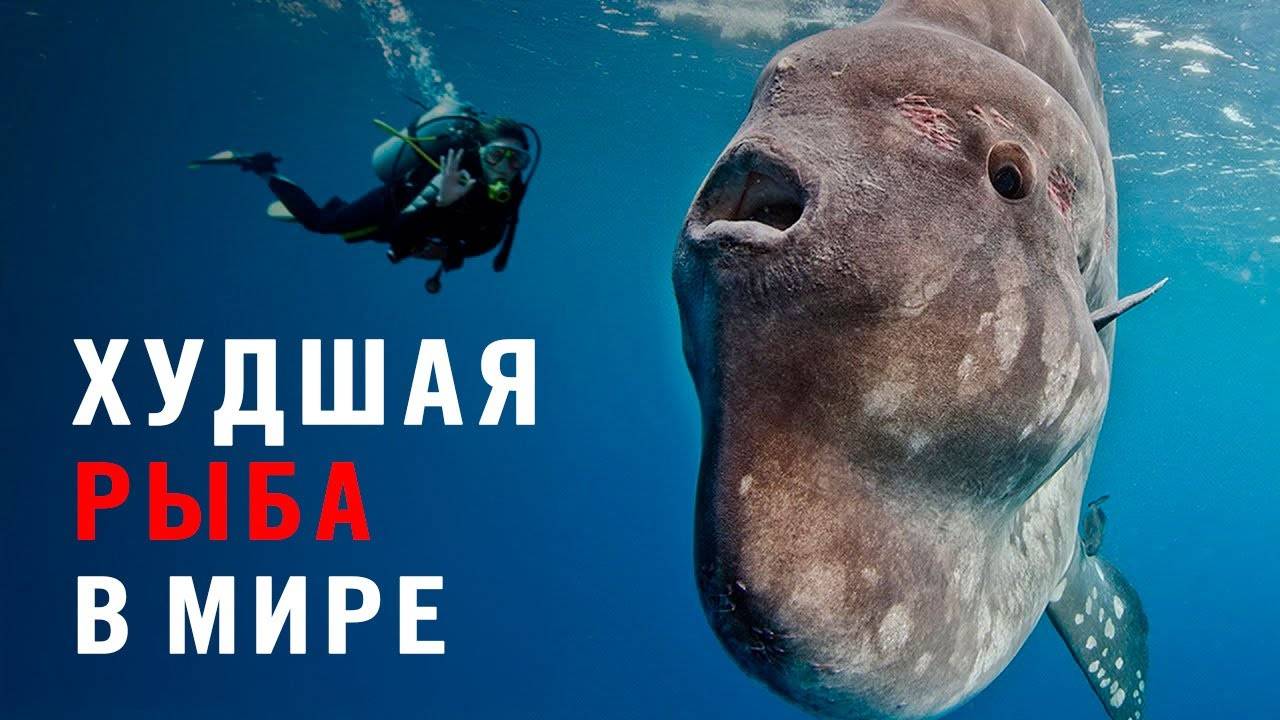 Рыба-луна - живой БЛИН весом в ТОННУ!