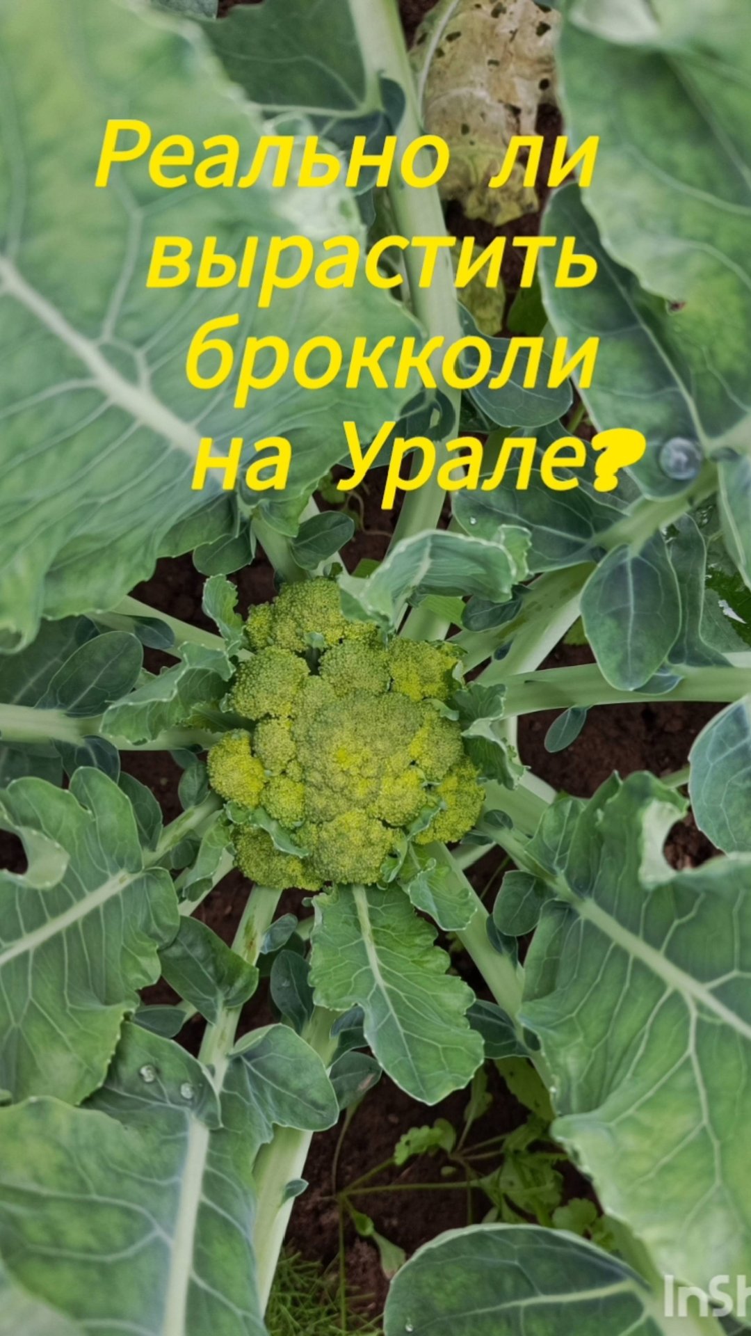 Брокколи на Урале вырастить совсем не сложно!