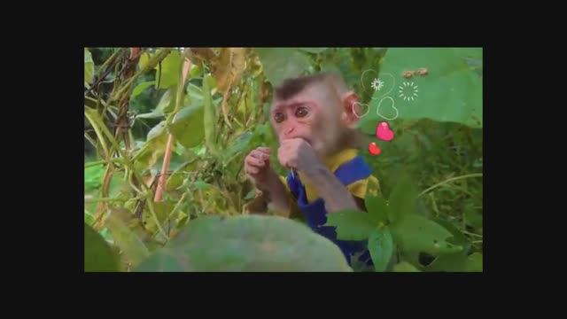 Обезьян в шоке