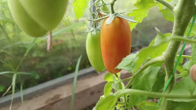 Томаты поспевают. Томат коктейльный для теплиц F1 "Мисс Френи"