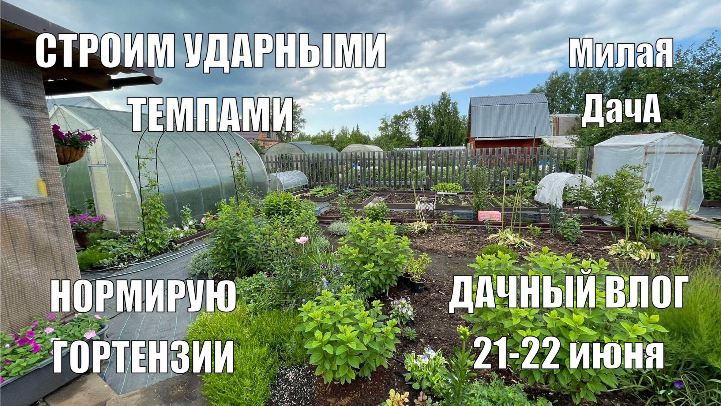 Котят больше нет |Нормировка гортензий |Продвижения на стройке| Дачный влог 21-22 июня