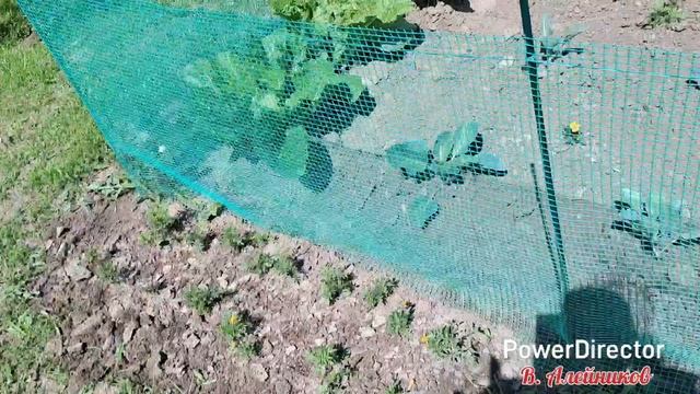 Дачные дела в июне...