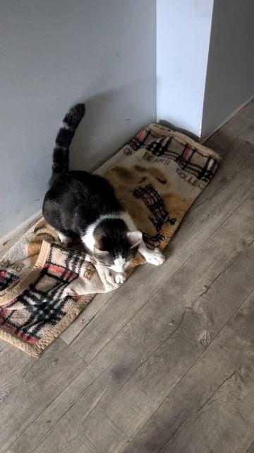 Кот принес добычу и играет с ней