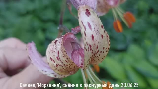 Мартагоны1-2025. Цветение лилий кудреватых: мои сеянцы и немного сортовых