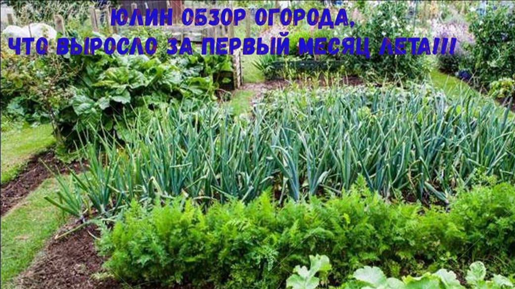 Юлин обзор огорода что выросло за первый месяц лета