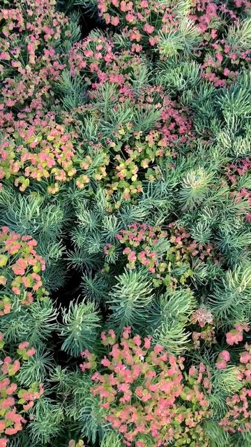 Декоративная трава