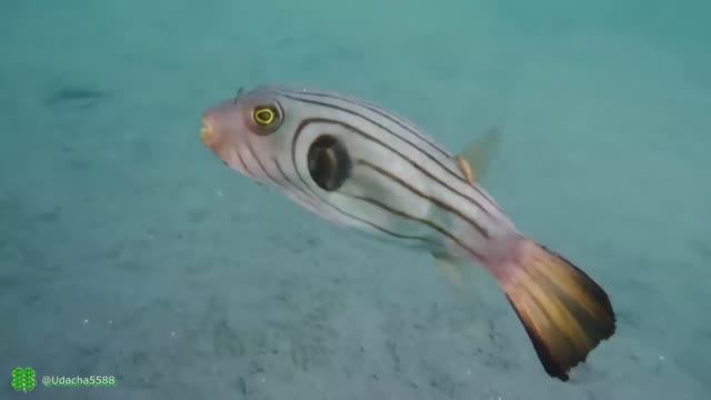 Дикая природа Океана 1 и  2 части