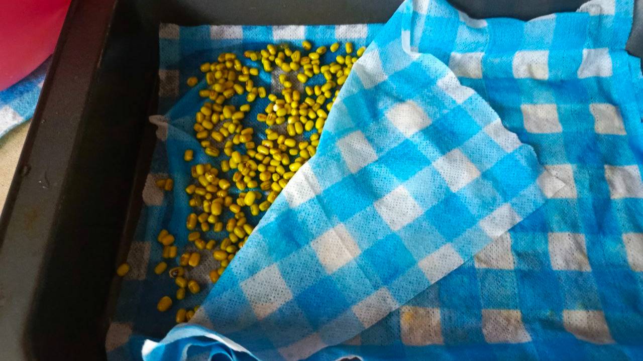 Как прорастить маш? Пошаговая инструкция в коротеньком видео