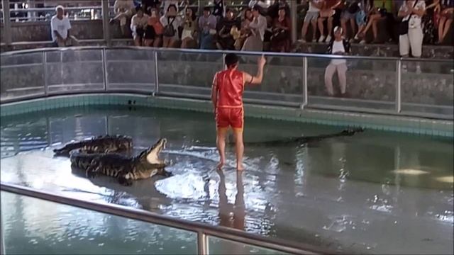 Шоу на крокодиловой ферме (Тайланд, Паттайя)