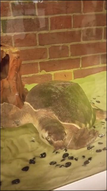 Прокати меня, Большая Черепаха 🙂