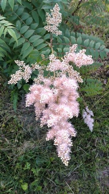 Белые цветы