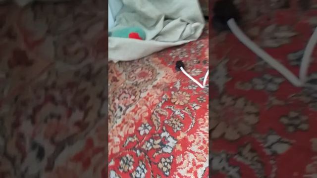 милый котик 4 серия 4 сезона