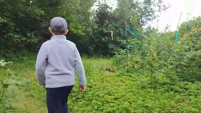 когда бабушка попросила собрать клубнику