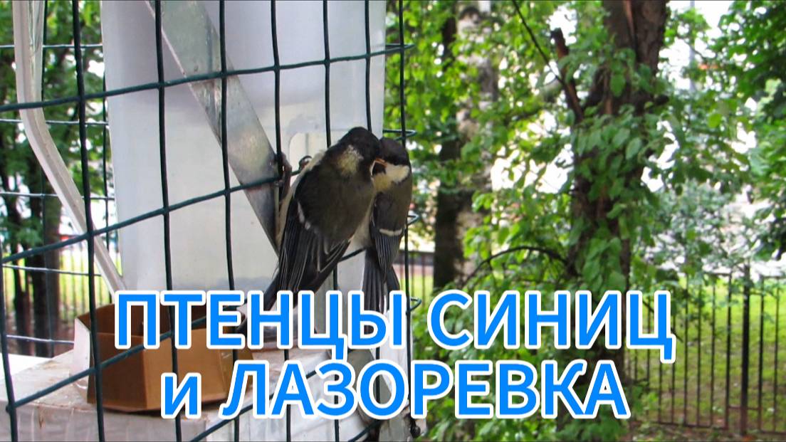 ПТЕНЦЫ СИНИЦЫ и ЛАЗОРЕВКА