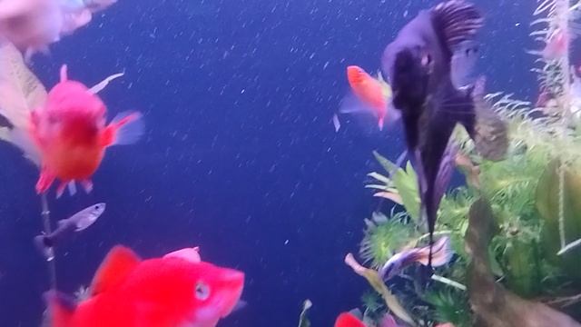 Аквариум немного поменялся