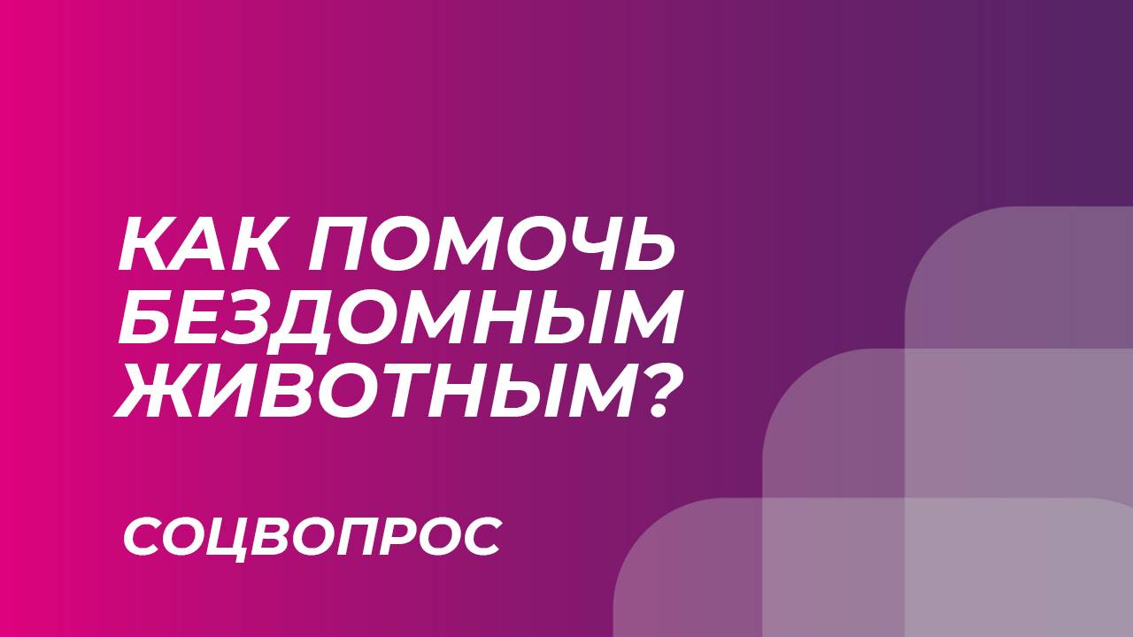 Как вы можете помочь бездомным животным? | СОЦВОПРОС