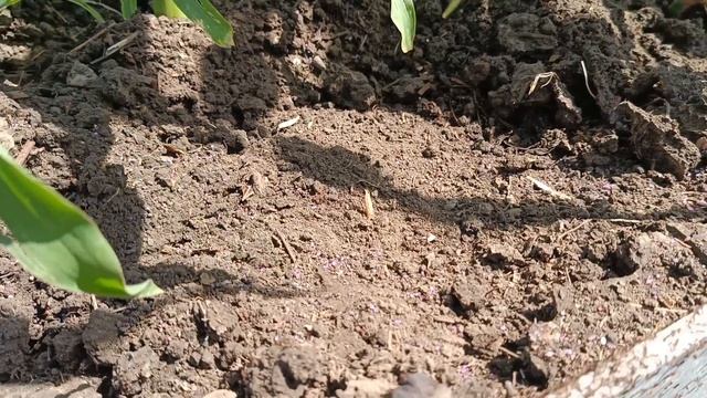 Опасное огородничество