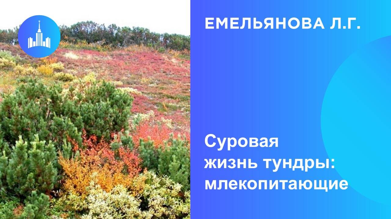 Суровая жизнь тундры  млекопитаюшие