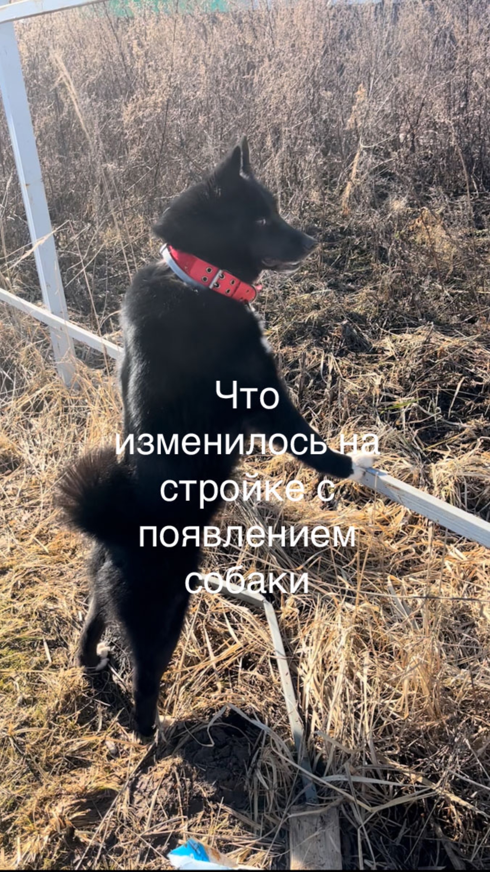 Что изменилось на стройке с появление собаки?