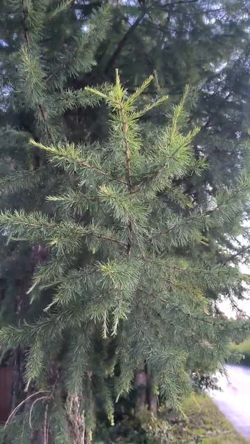 Лиственница