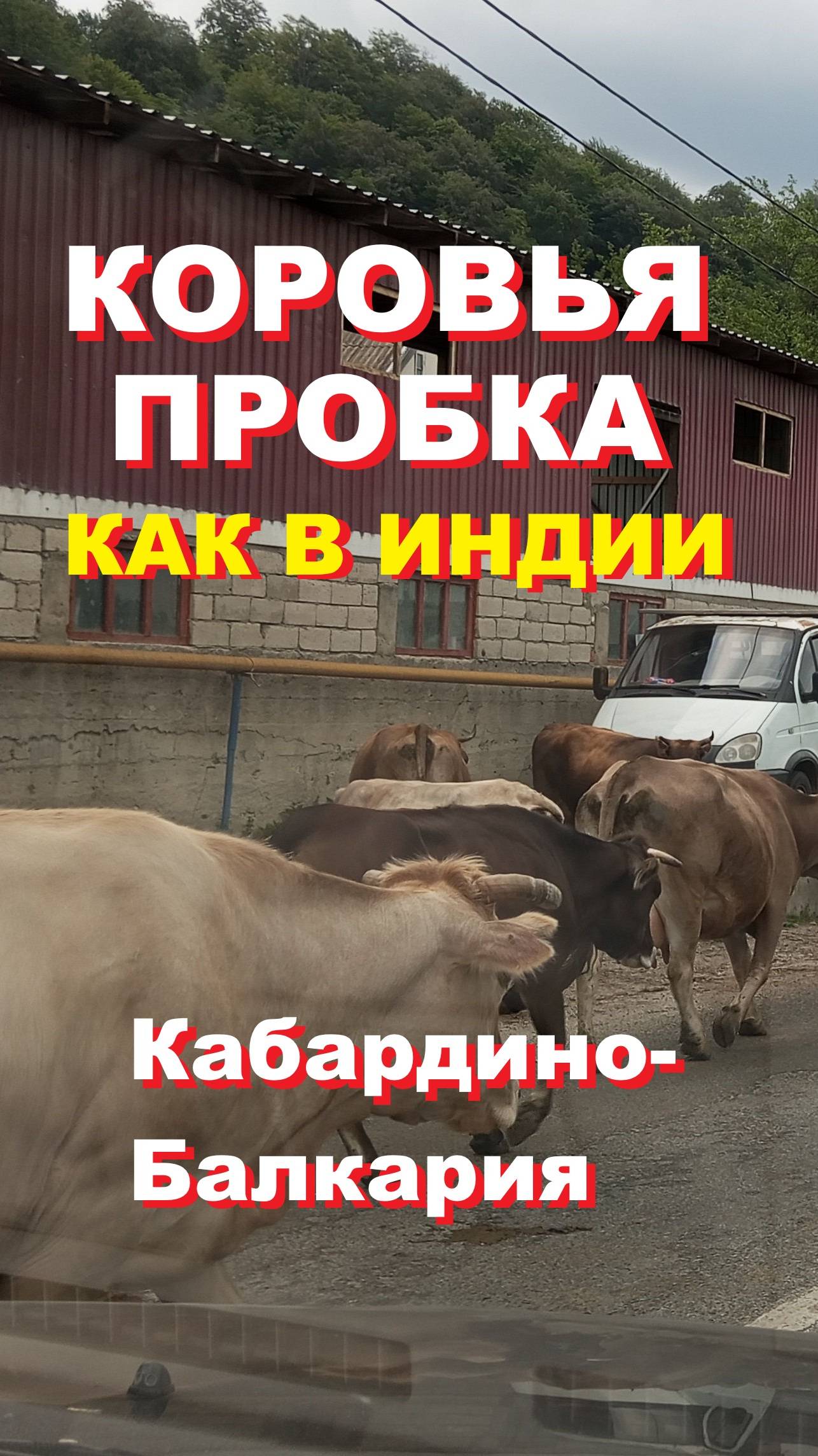 Коровья пробка как в Индии. Кабардино-Балкария