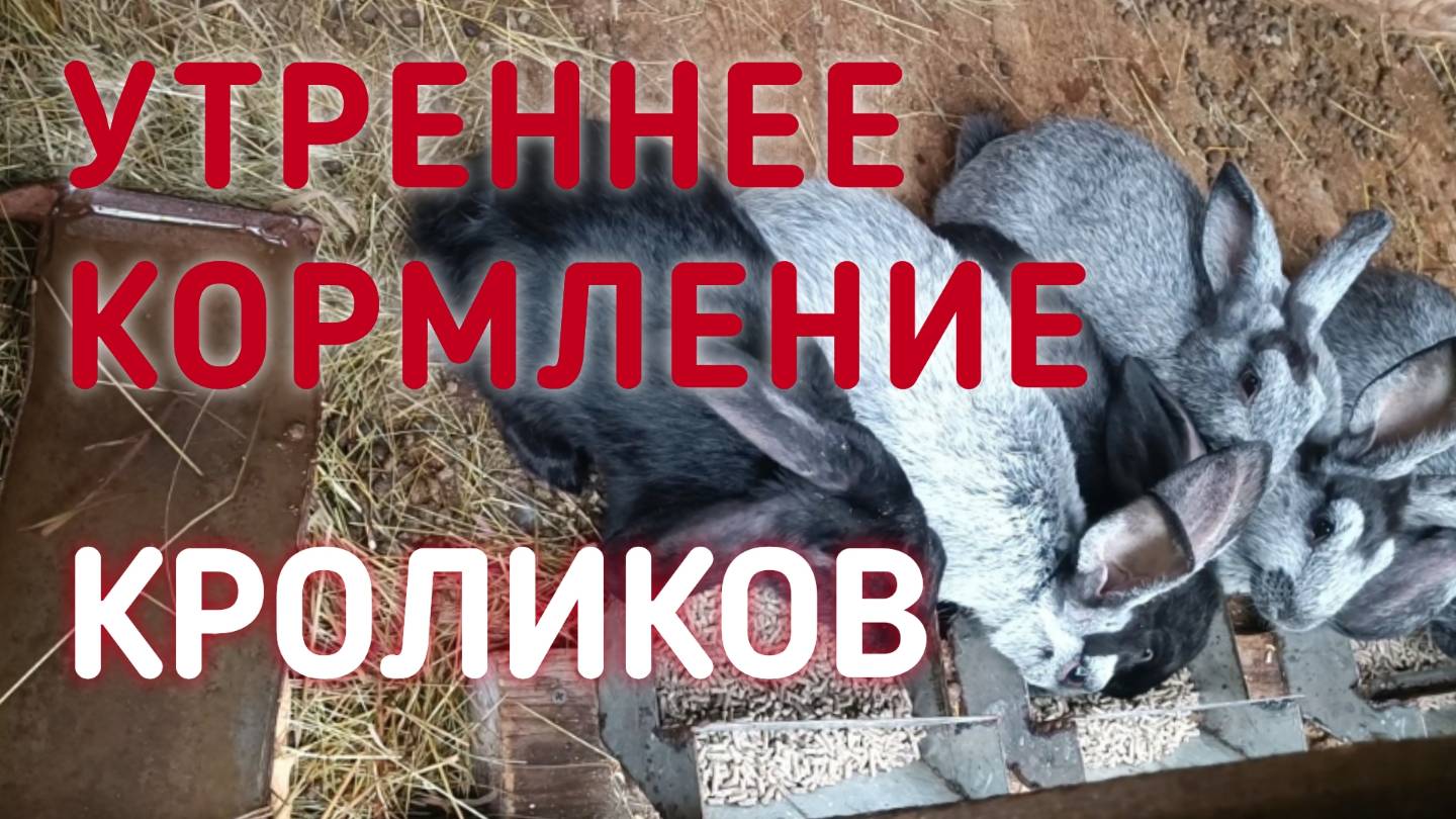 Утреннее кормление кроликов!