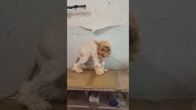 Мэйн кун Марсель избавился от колтунов. Зоосалон Eteluin г.Краснодон.