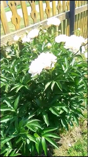 🥰 🌸 🌸🌺 26 июНя 2025г