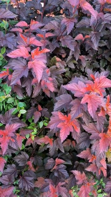 Куст с темно-красными листьями