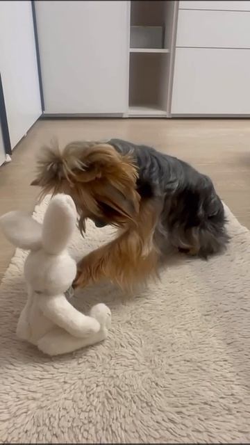 Новая игрушка