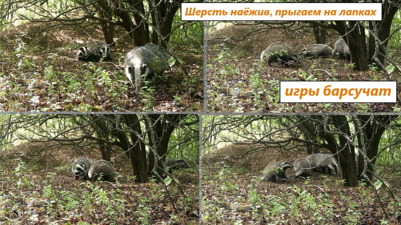 Игры барсуков-малышей: ёжики на пружинках. Июнь 2025