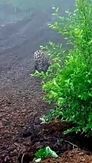 Уникальные кадры: как дикий леопард реагирует на человека