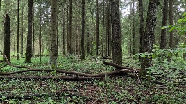 Ленинградская область26.06.2025.Ломоносовский район первая вылазка за грибами😄👍👍🤘
