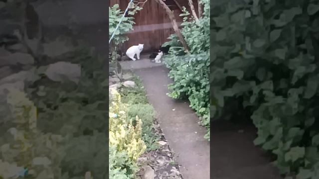 Нормальные в обход