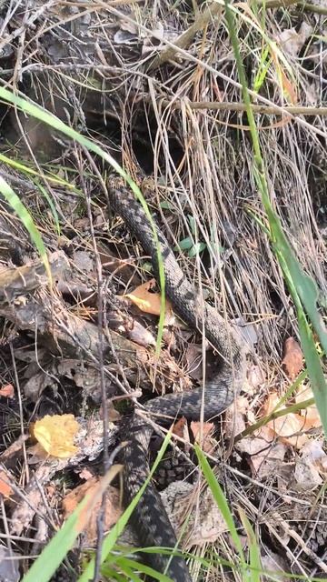 поход на гору Медведь-камень, Нижний Тагил, встреча со #змея #гора #медведь #тагил #природа #travel