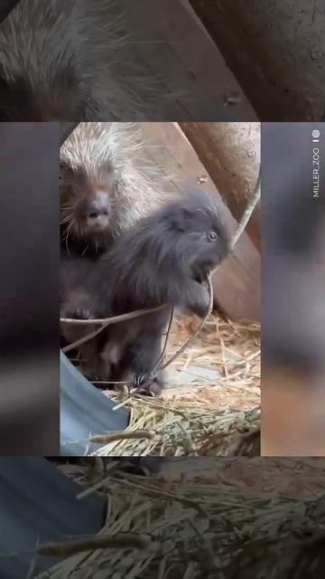 Шуршит, топает, покоряет: как малыш-дикобраз стал звездой сети