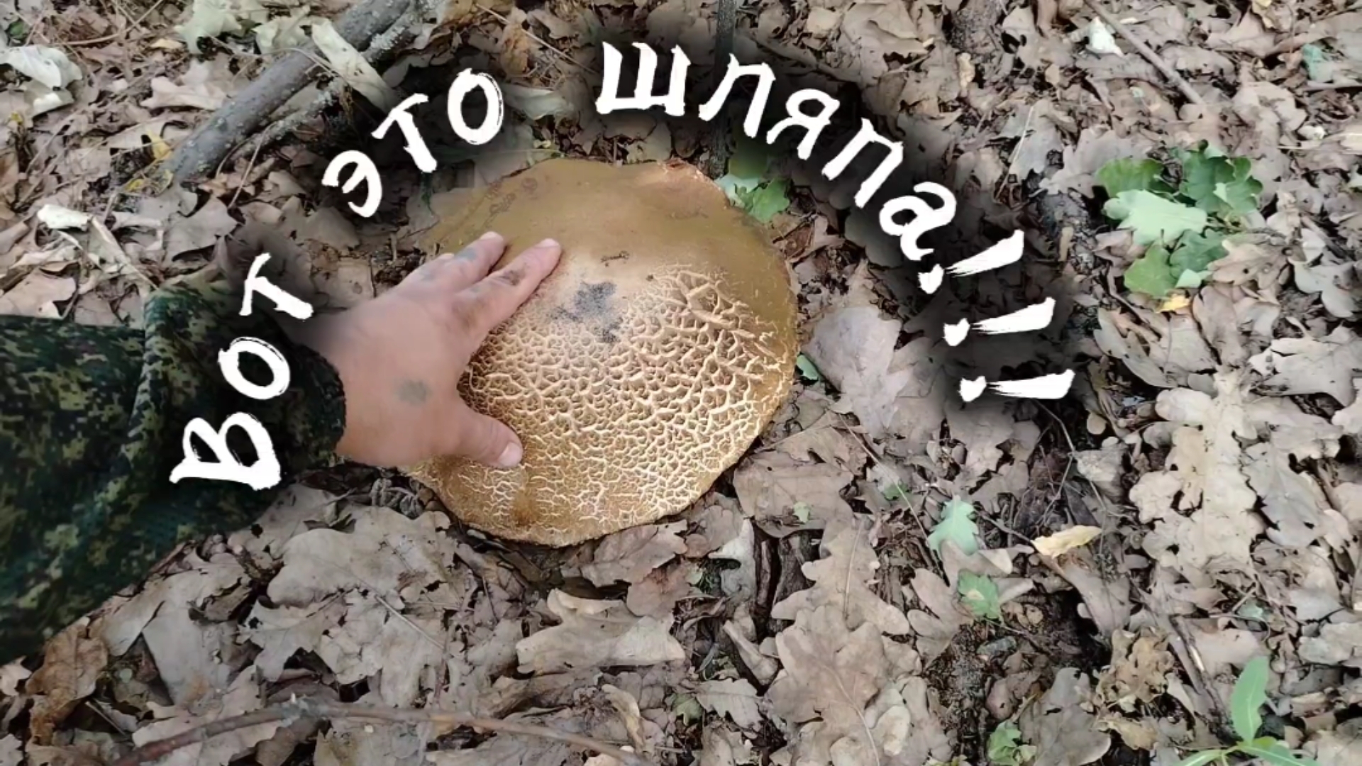 Грибник в шоке