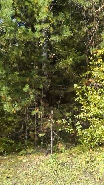 гора Дыроватик, опушка #тагил #гора #природа #отдых #красота #travel #mountains