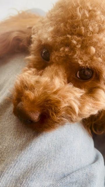 Пёсик Абрикосик | той-пудель