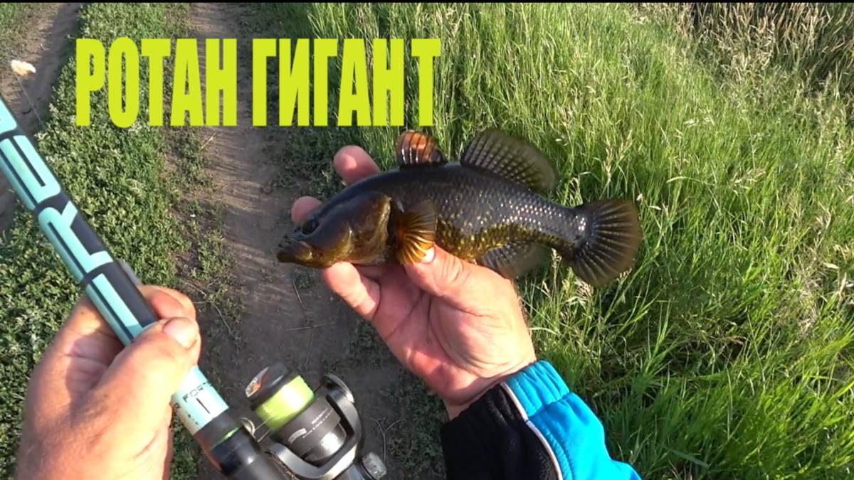 2025 06 25 Ротан ГИГАНТ