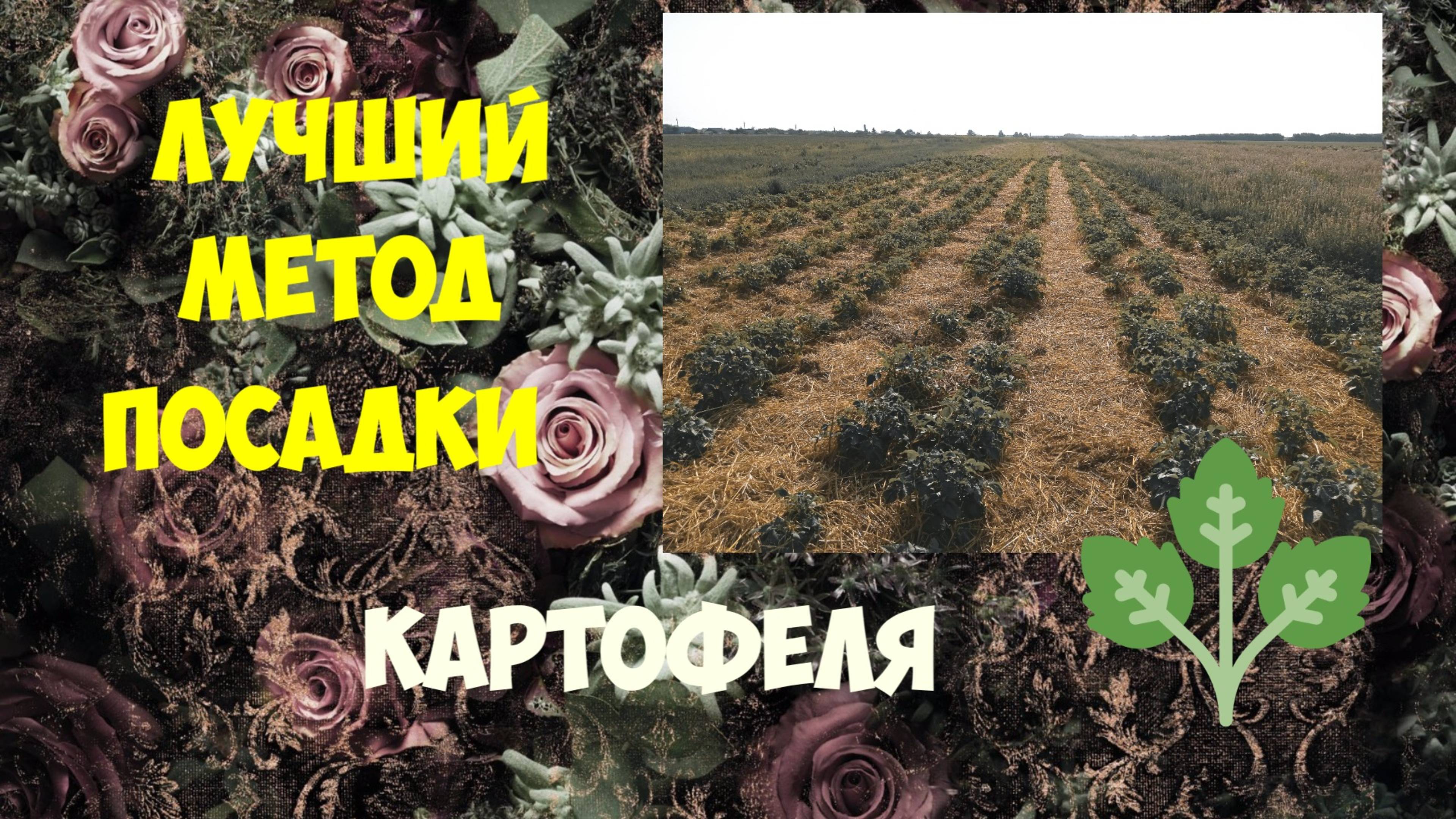 Лучший метод посадки картофеля