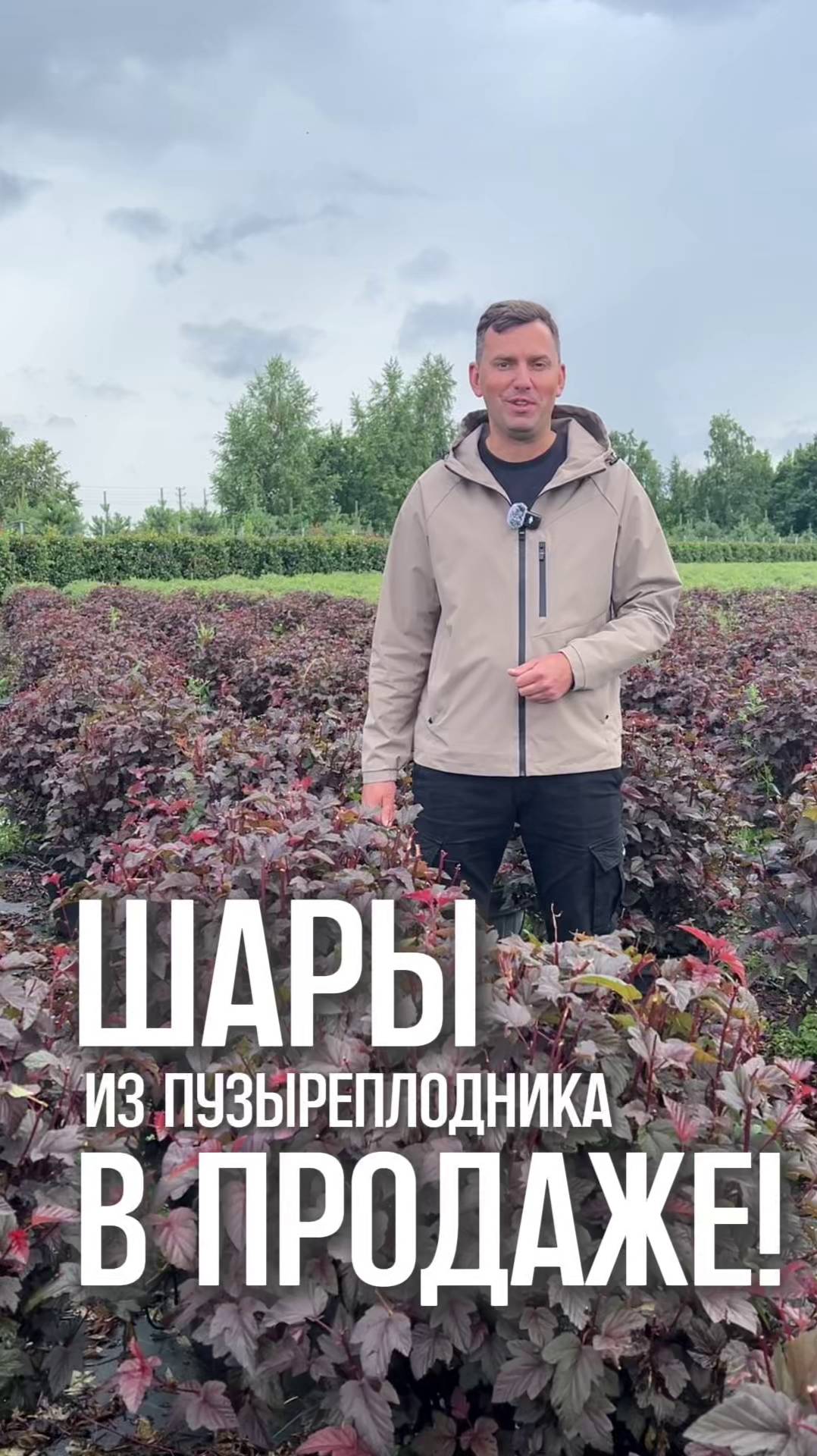 Шары из пузыреплодника в продаже! Питомник ЁЛЫ-ПАЛЫ